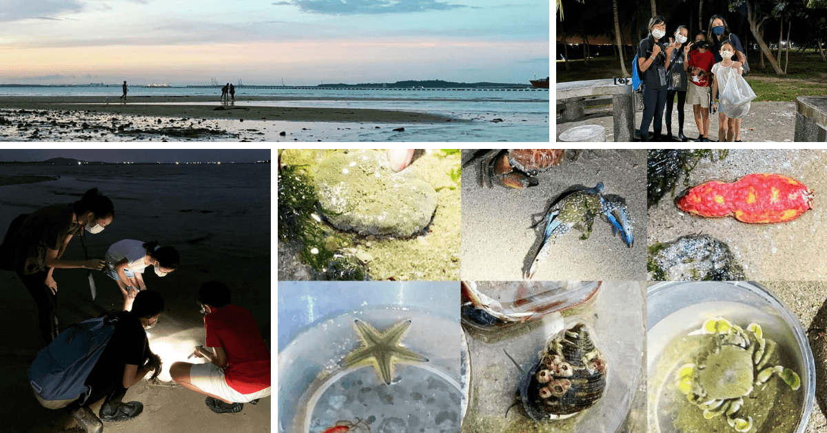 REVIEW: Young Nautilus - Changi Intertidal (Night) Walk – BYKidO